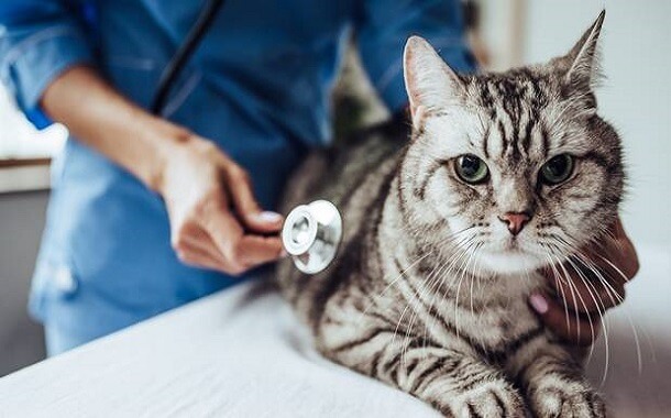 How Much Does A Cat Abortion Cost? How Much Does A Cat Abortion Cost?