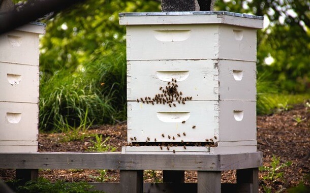 How Much Does A Bee Box Cost?
